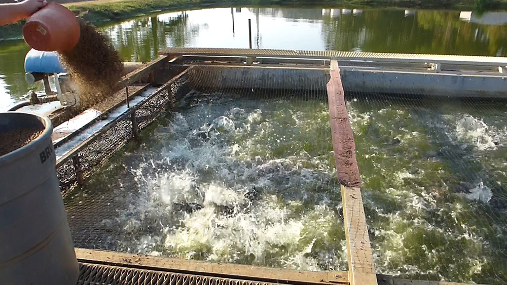 The promise of In-Pond Raceway Systems, part 2 - Responsible Seafood ...