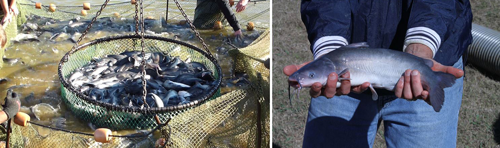 The promise of In-Pond Raceway Systems, part 2 - Responsible Seafood ...