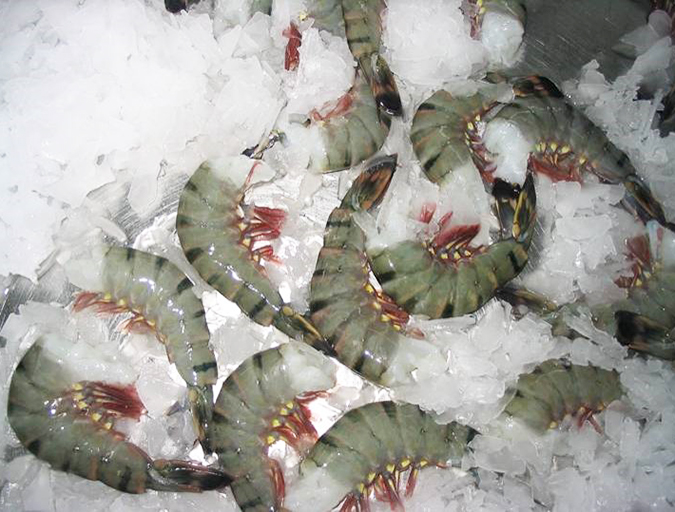 The proper use of brine to freeze shrimp, part 1 - Responsible Seafood ...