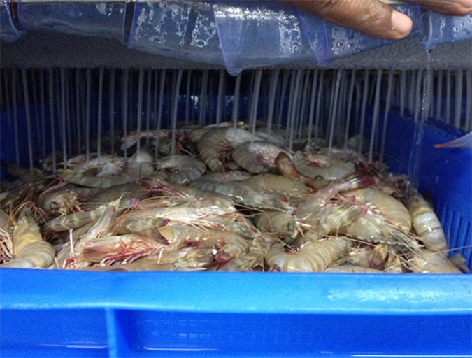 The proper use of brine to freeze shrimp, part 1 - Responsible Seafood ...
