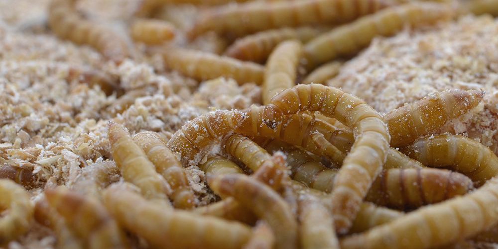 Larvae lunch, anyone? Insect-based feeds soon on aquafeed menu ...