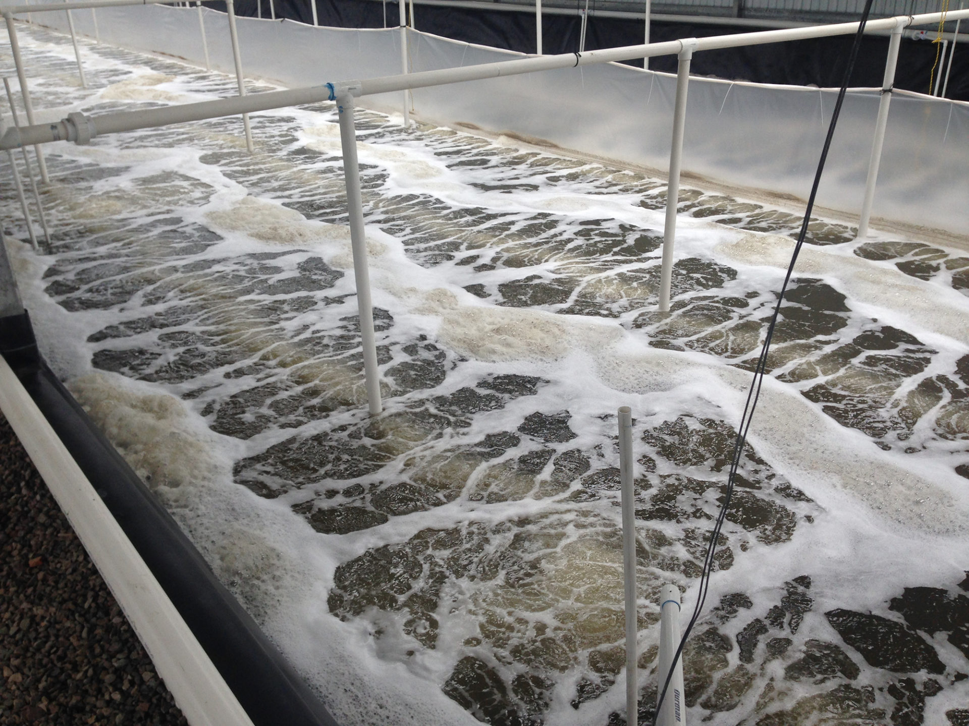 Building a better shrimp nursery, part 2 - Responsible Seafood Advocate