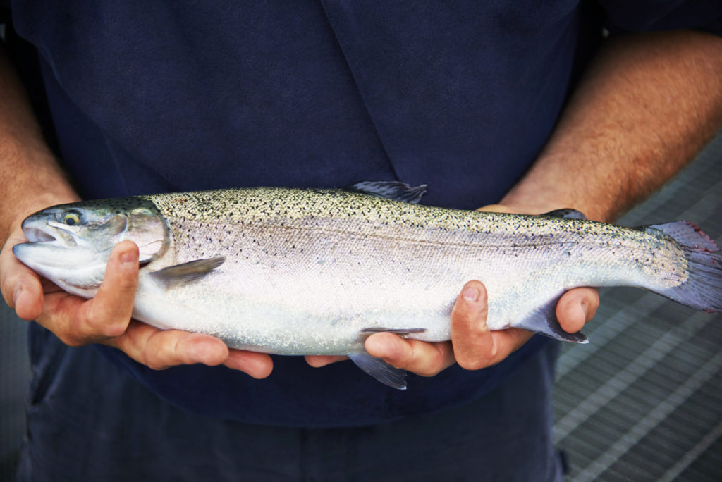 For Great Lakes aquaculture, it's a tale of two countries - Responsible ...
