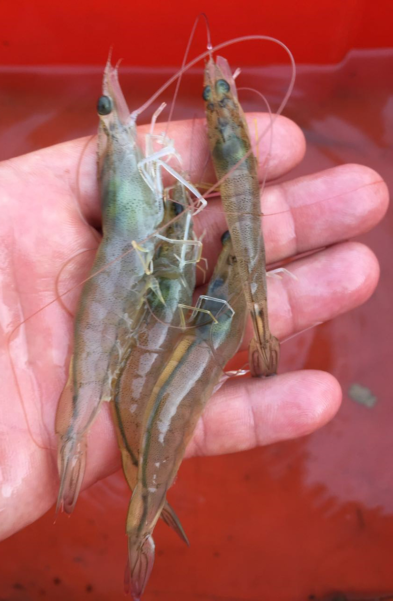 A look at protease enzymes in crustacean nutrition - Responsible ...