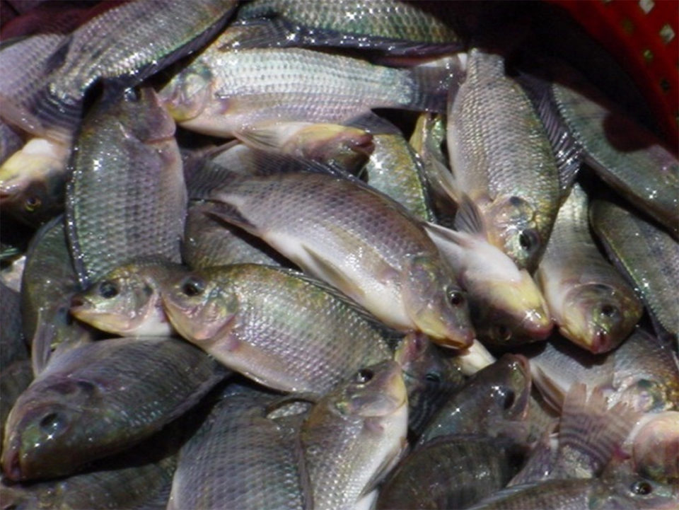 Considerations for tilapia farming in saltwater environments ...