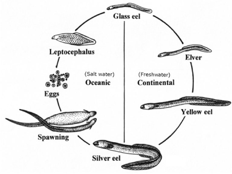 Japanese eels: Progress in breeding and nutrition - Responsible Seafood Advocate