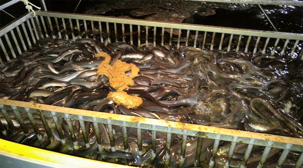 Japanese eels: Progress in breeding and nutrition - Responsible Seafood ...
