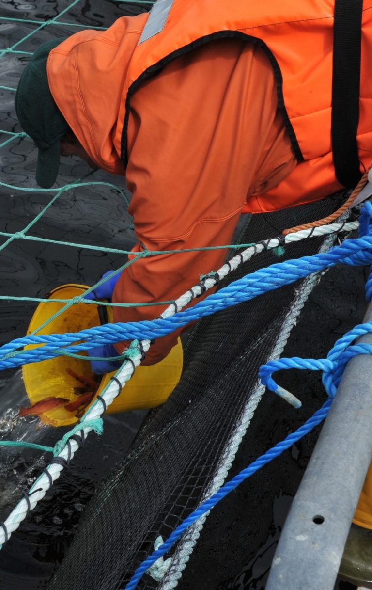 Extensive wrasse use keys up ‘cleaner fish’ conservation questions ...