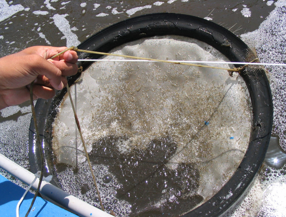 Growth away from the coast: Examining inland shrimp farming ...