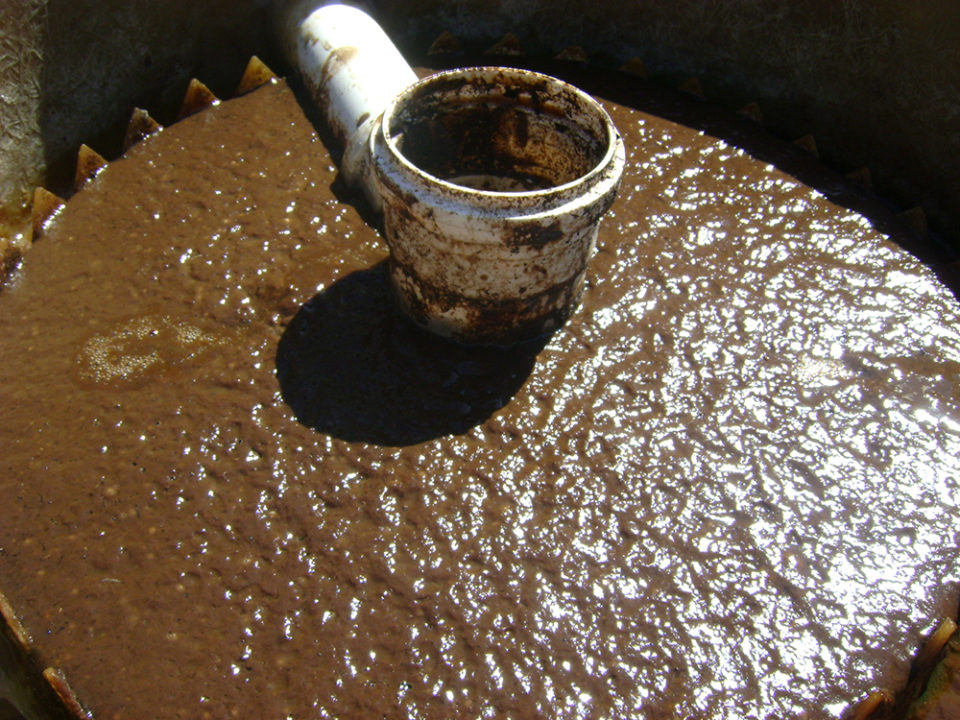 Crude protein and lipid from biofloc meals from an activated sludge ...