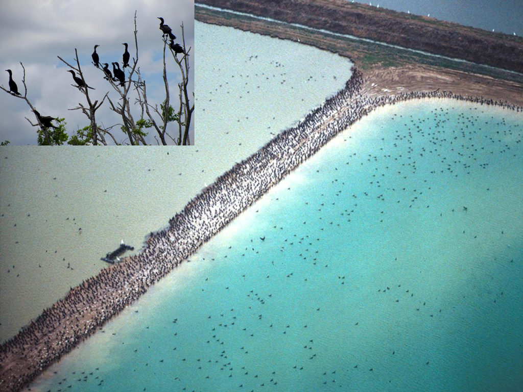 Biosecurity practices on fish farms need beefing up - Responsible ...