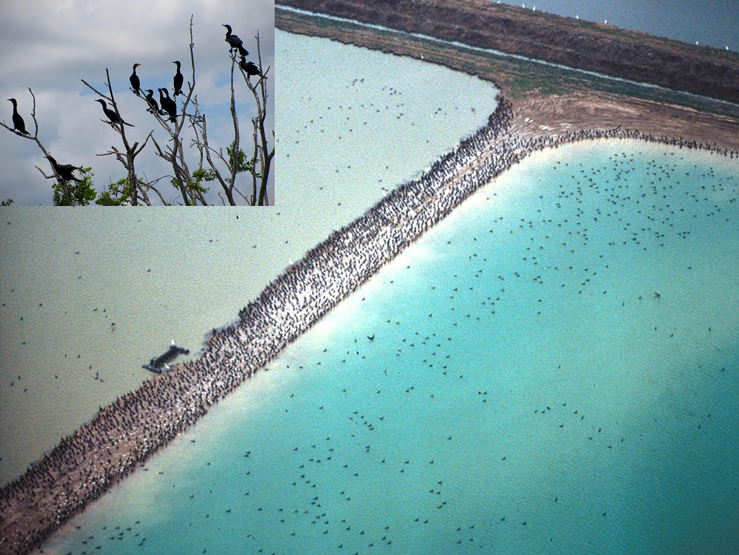 Biosecurity practices on fish farms need beefing up - Responsible ...