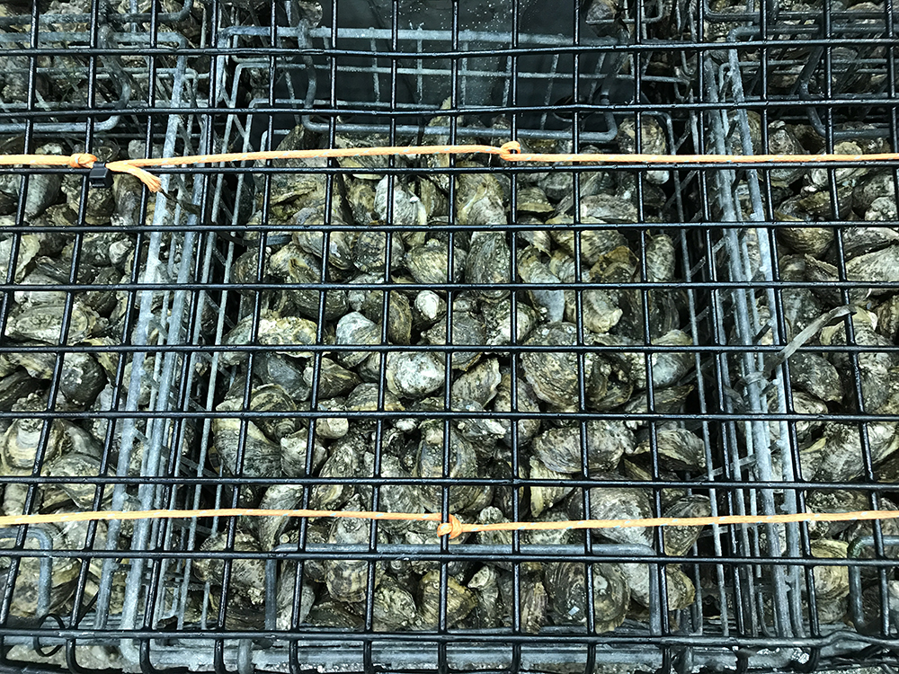 Farm, plant and hatchery: The Taylor Shellfish experience - Responsible ...