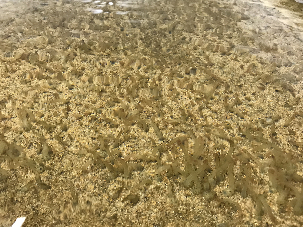 Farm, plant and hatchery: The Taylor Shellfish experience - Responsible ...