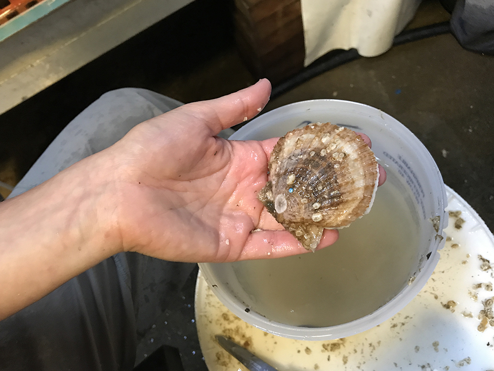 Farm, plant and hatchery: The Taylor Shellfish experience - Responsible ...
