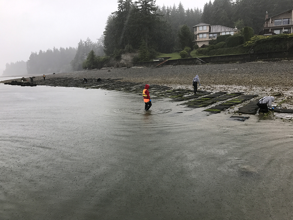 Farm, plant and hatchery: The Taylor Shellfish experience - Responsible ...
