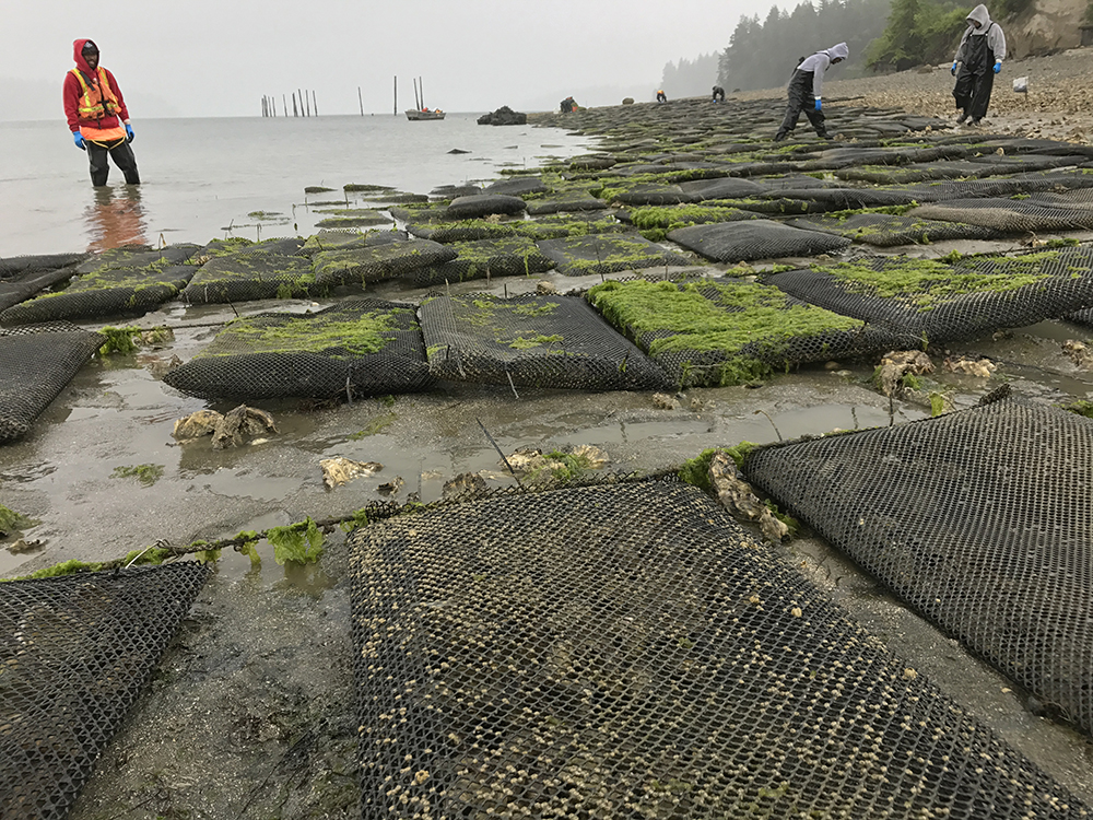 Farm, plant and hatchery: The Taylor Shellfish experience - Responsible ...
