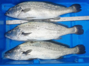 From South Africa, a cautionary tale for aquaculture investors ...