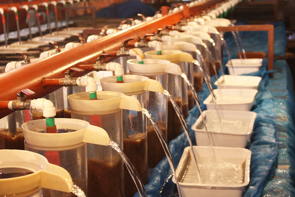 Bangladesh's tilapia aquaculture industry shows resilience ...