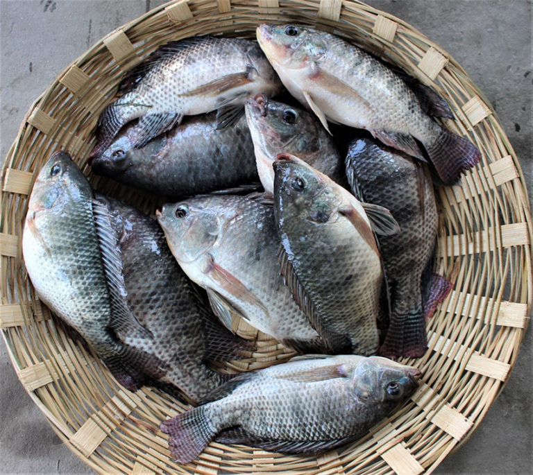 Bangladesh's tilapia aquaculture industry shows resilience ...