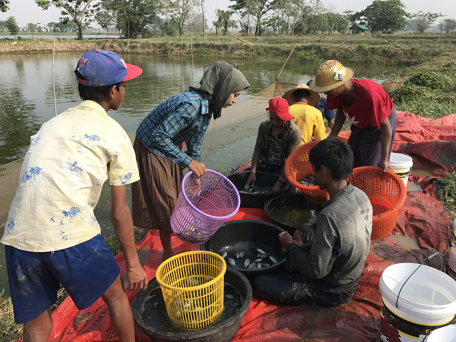 Giving a lift to tilapia farmers in Myanmar - Responsible Seafood Advocate