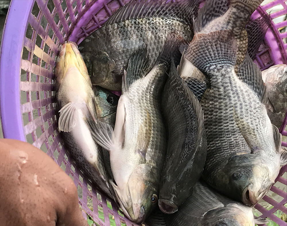 Giving a lift to tilapia farmers in Myanmar - Responsible Seafood Advocate