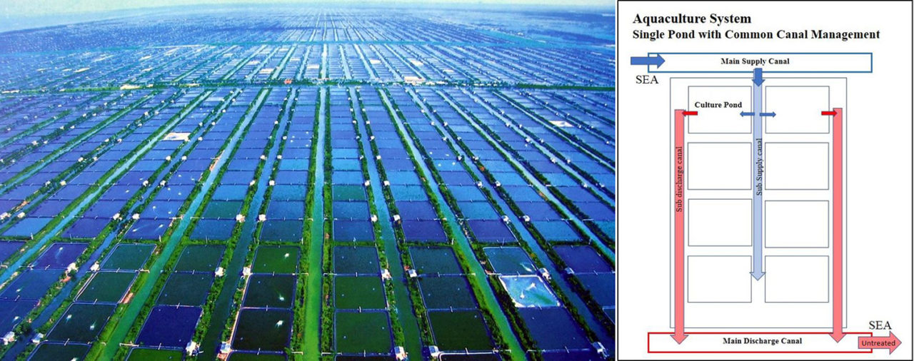 A look at various intensive shrimp farming systems in Asia ...