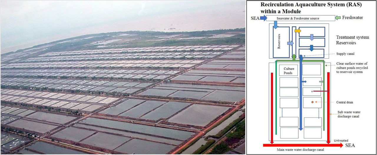 A look at various intensive shrimp farming systems in Asia ...