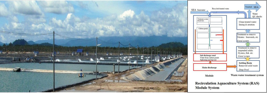 A look at various intensive shrimp farming systems in Asia ...