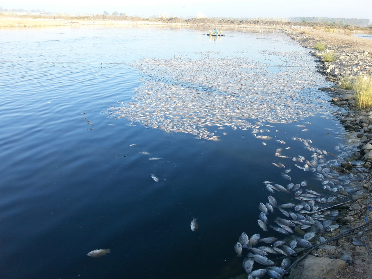 Dimensionamiento del TiLV y su impacto potencial en la producción de ...