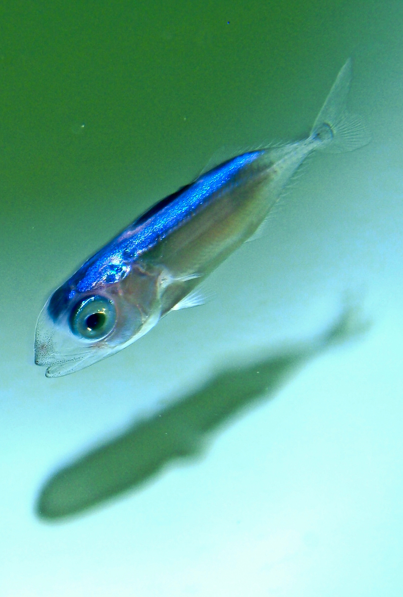 Tuna aquaculture: Fishing for progress - Responsible Seafood Advocate