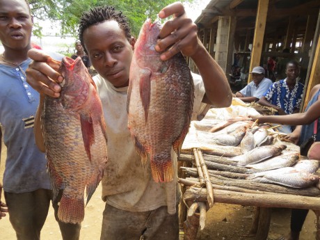 Investing in Africa’s aquaculture future, part 2 - Responsible Seafood ...