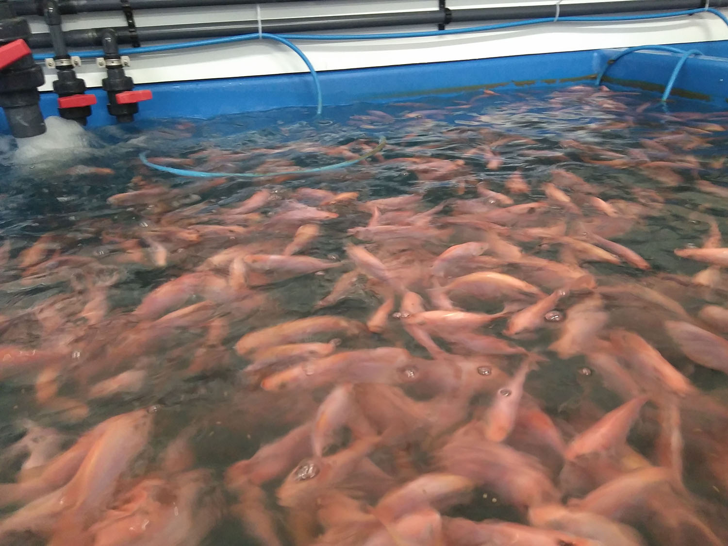 Innovador sistema acuapónico frugal con fluidos - Responsible Seafood ...
