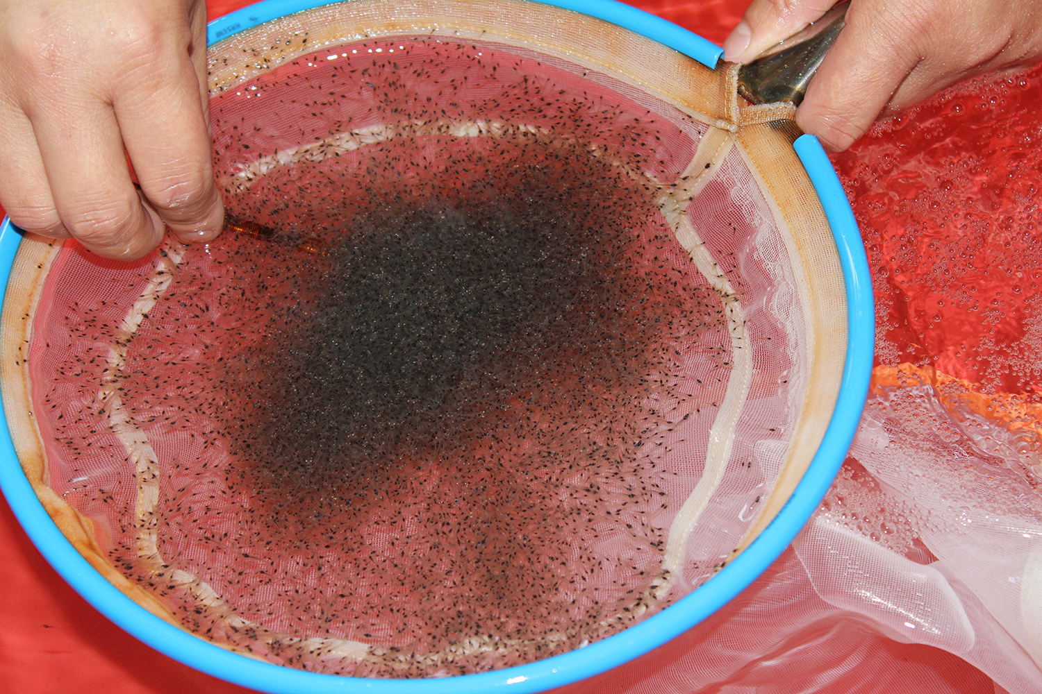 How good are your shrimp postlarvae? - Responsible Seafood Advocate
