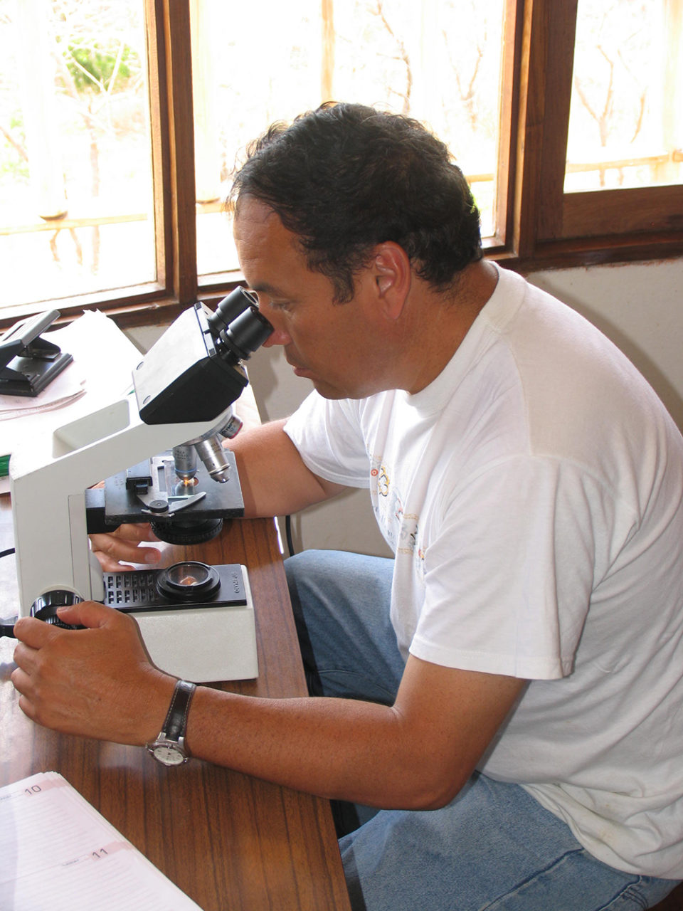 How good are your shrimp postlarvae? - Responsible Seafood Advocate