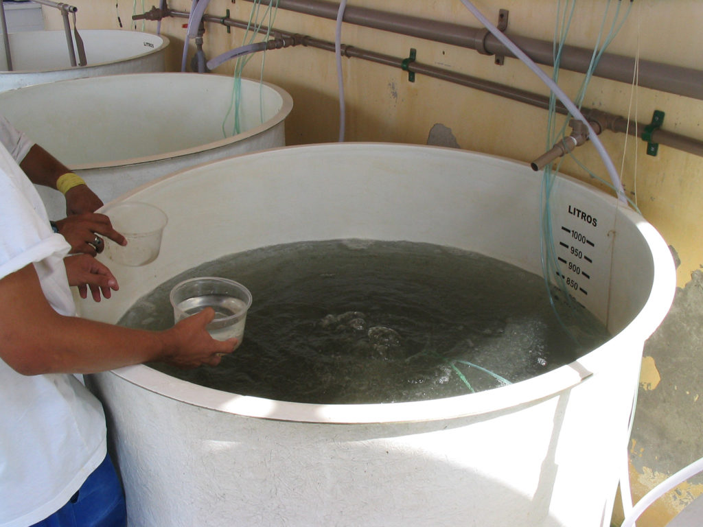 How good are your shrimp postlarvae? - Responsible Seafood Advocate