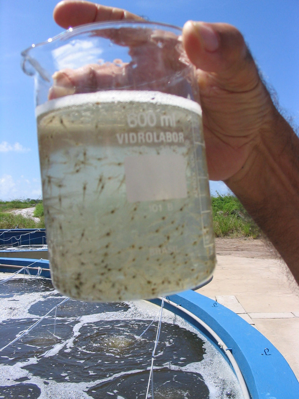 How good are your shrimp postlarvae? - Responsible Seafood Advocate