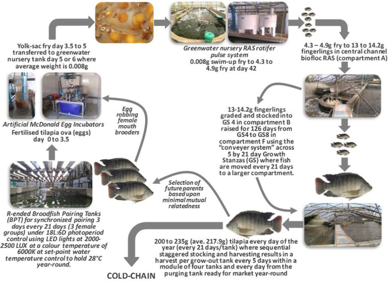 Optimizing tilapia biofloc technology systems, part 1 - Responsible Seafood Advocate