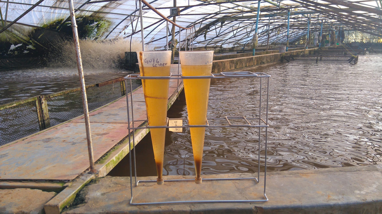 Optimizing tilapia biofloc technology systems, part 2 - Responsible ...