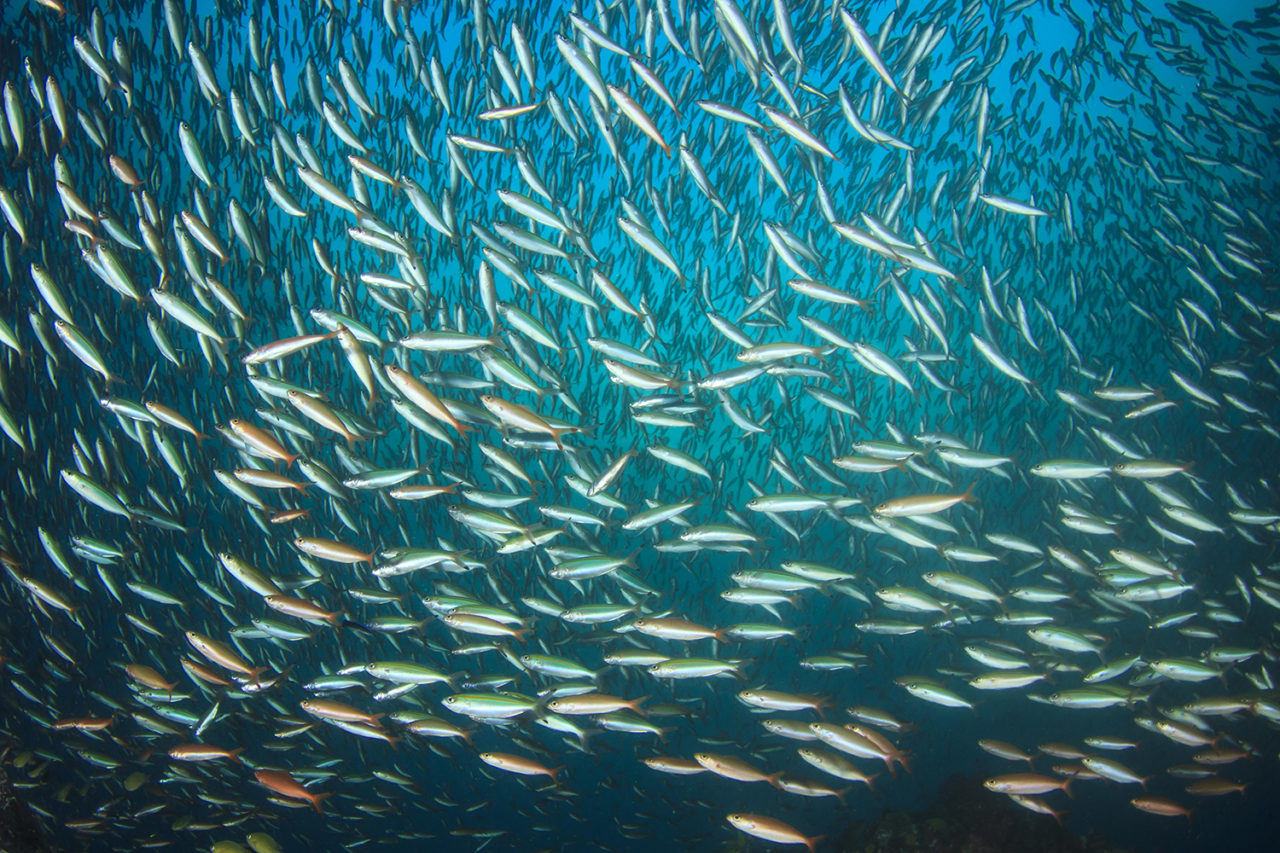 IFFO: Future contributions of marine ingredients in aquafeeds ...