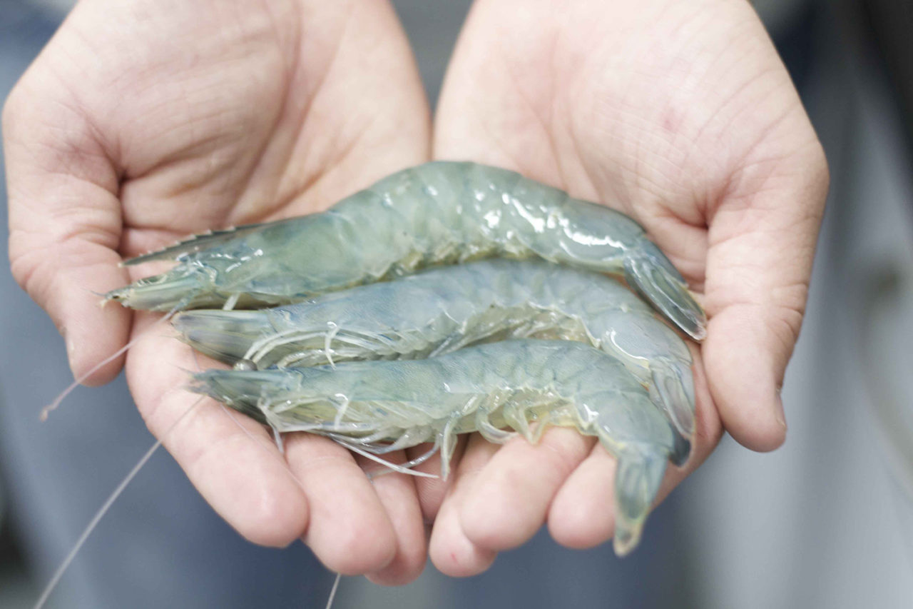 Stormborn: The U.S. land-based shrimp farming industry - Responsible ...