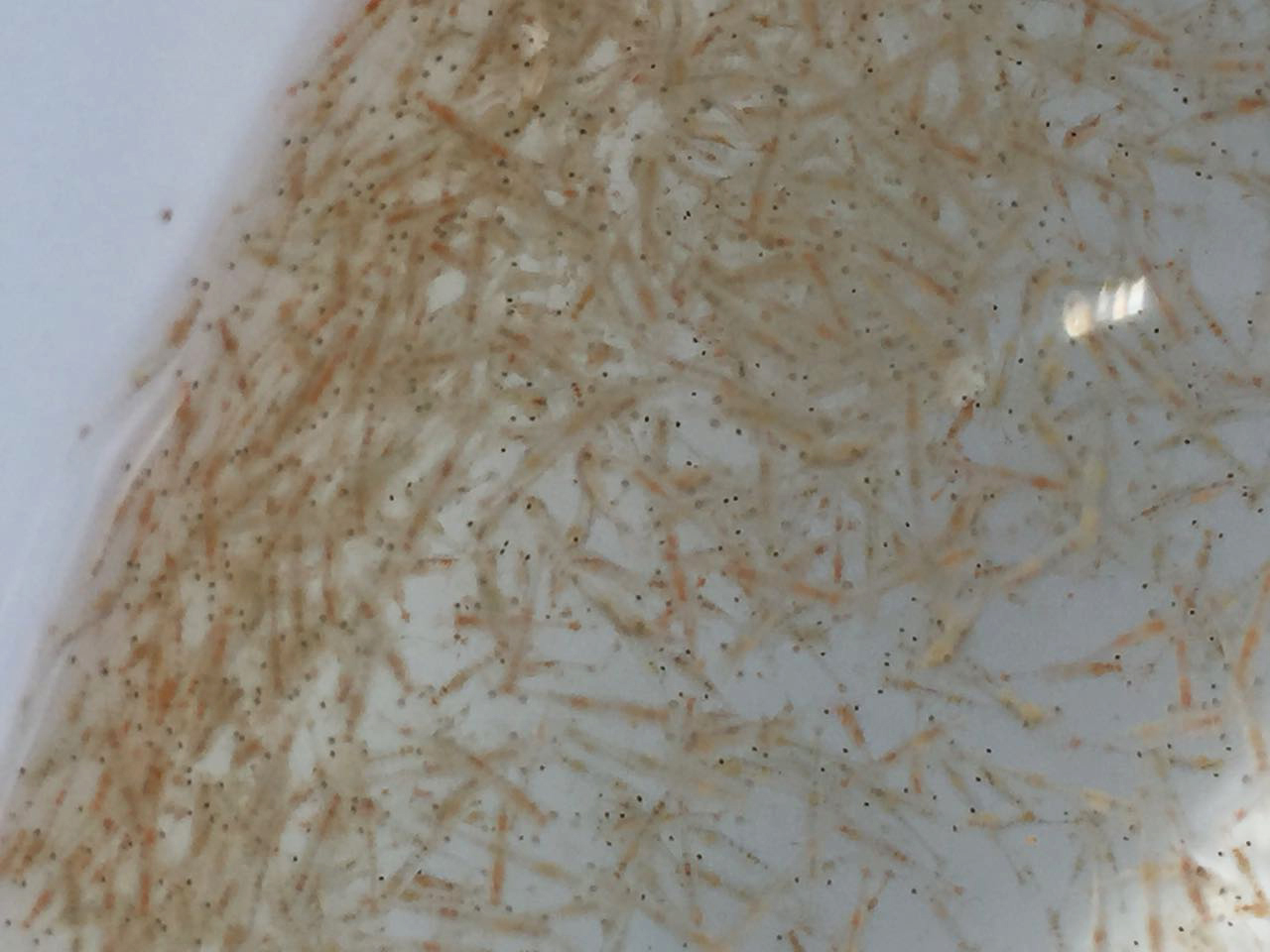 Global brine shrimp supply a potential bottleneck to aquaculture ...