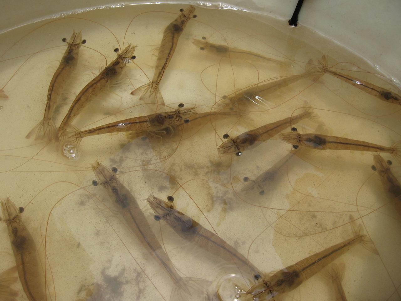 Cost-effective biosecurity crucial for shrimp farming - Responsible ...