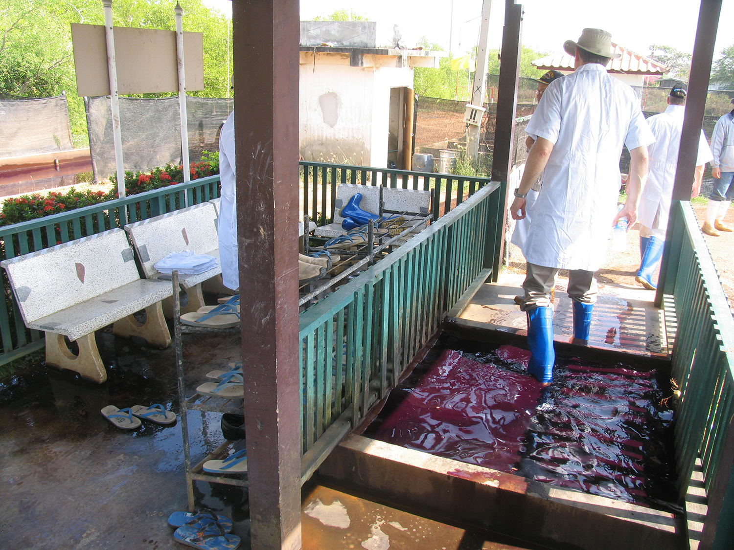 Cost-effective biosecurity crucial for shrimp farming - Responsible ...