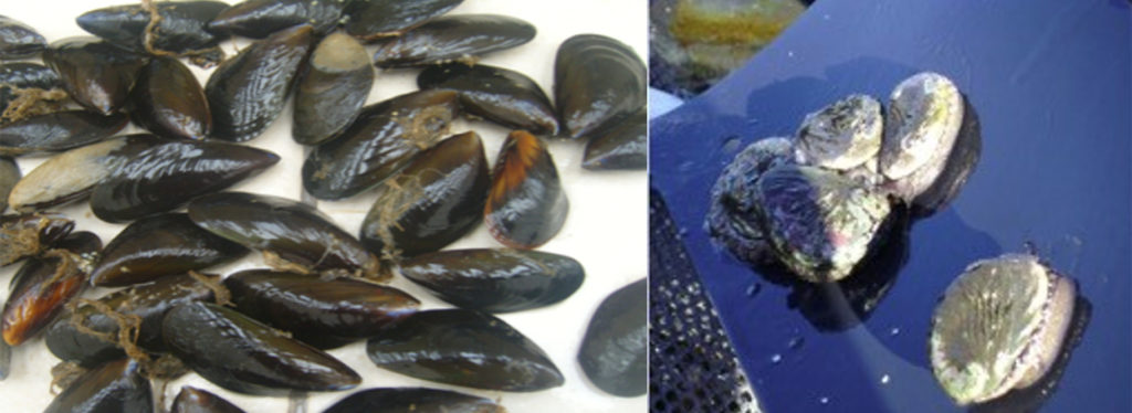 An emerging shellfish farming industry in Namibia - Responsible Seafood ...