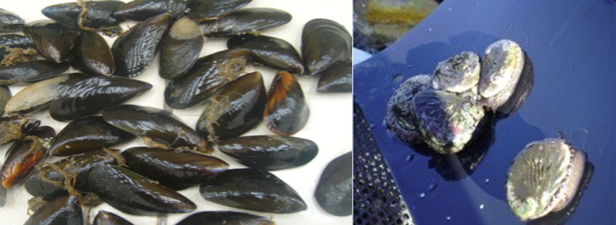 An emerging shellfish farming industry in Namibia - Responsible Seafood ...