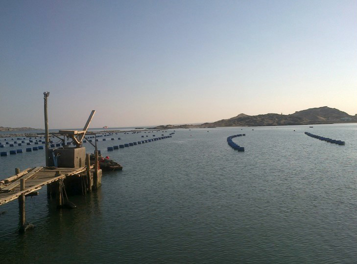 An emerging shellfish farming industry in Namibia - Responsible Seafood ...