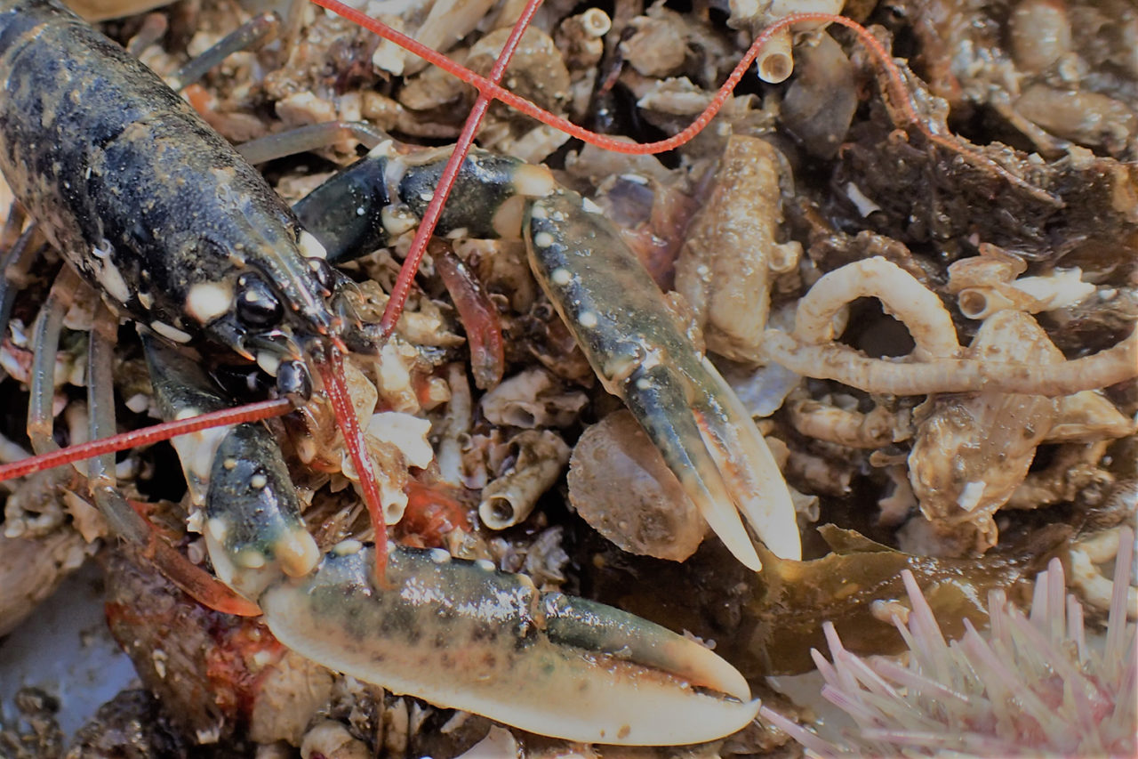 UK lobster-farming project breaks new ground - Responsible Seafood Advocate