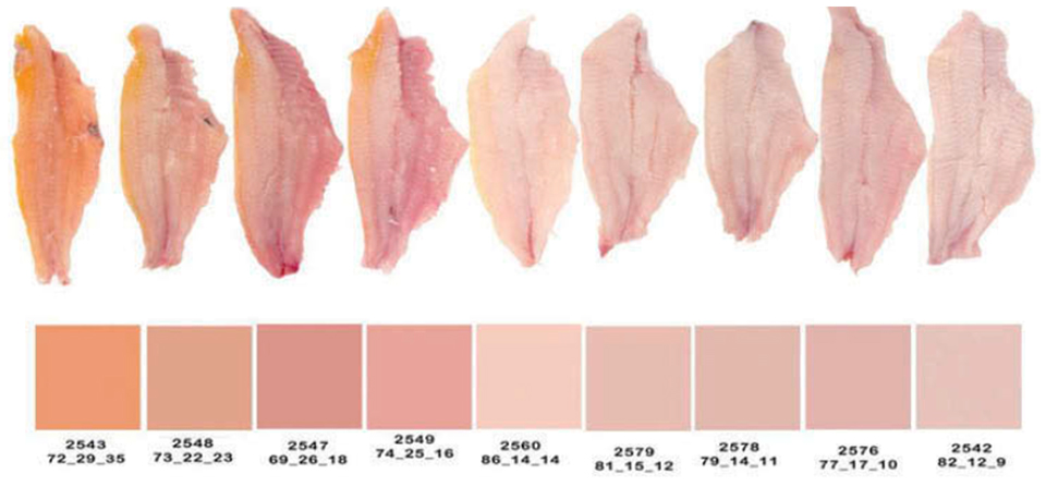 Assessing coloration in channel catfish fillets - Responsible Seafood ...