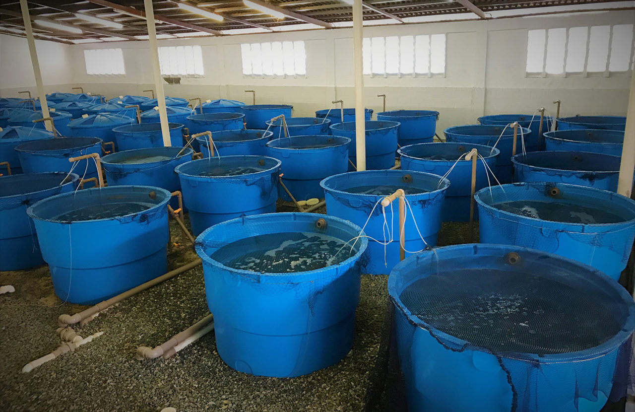 Krill meal performs well in shrimp feed experiments - Responsible ...